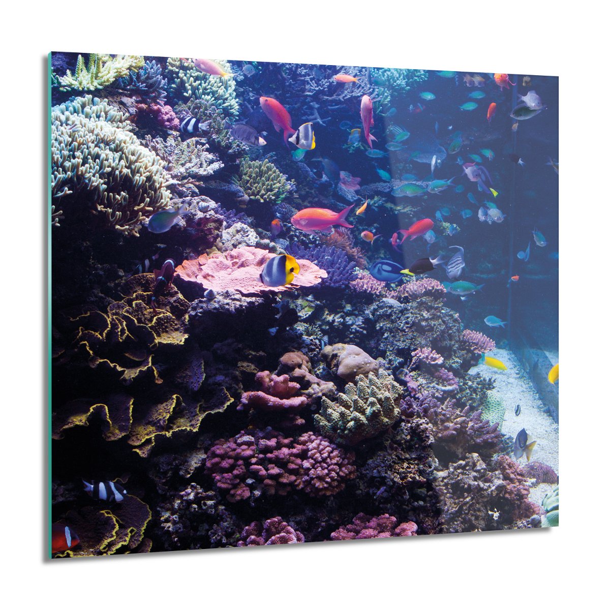 ArtprintCave, Obraz na szkle, Ryby rafa woda, 60x60 cm - ArtPrintCave ...