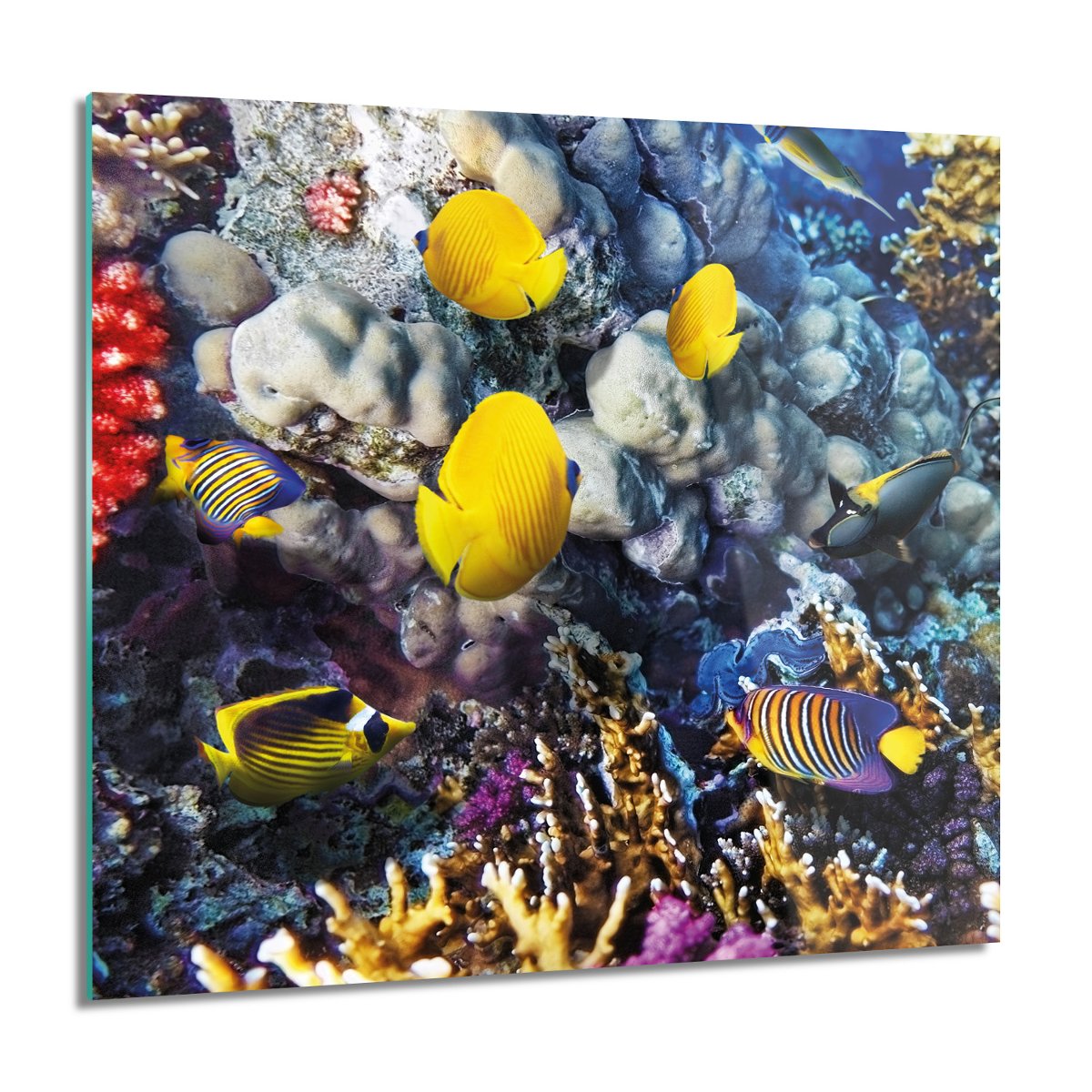 ArtprintCave, Obraz na szkle, Ryby rafa woda, 60x60 cm - ArtPrintCave ...