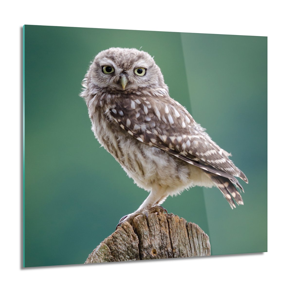 ArtprintCave, Obraz na szkle, Sowa ptak deska, 60x60 cm - ArtPrintCave ...