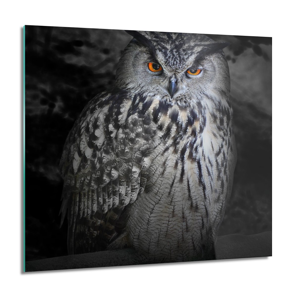ArtprintCave, Obraz na szkle, Sowa ptak noc, 60x60 cm - ArtPrintCave ...