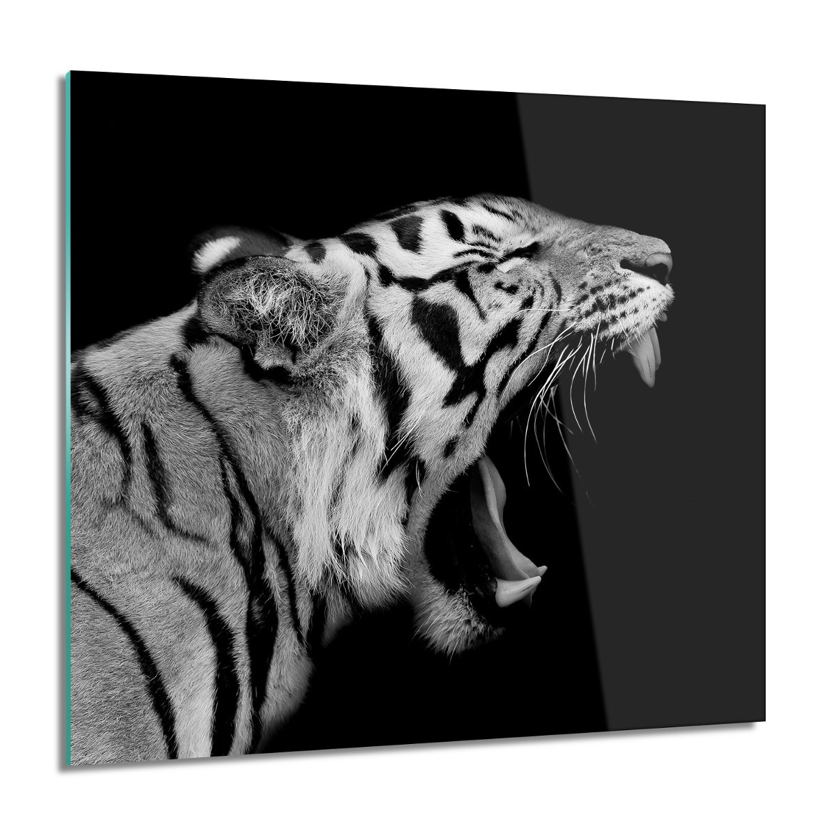ArtprintCave, Obraz na szkle, Tygrys kot zęby, 60x60 cm - ArtPrintCave ...