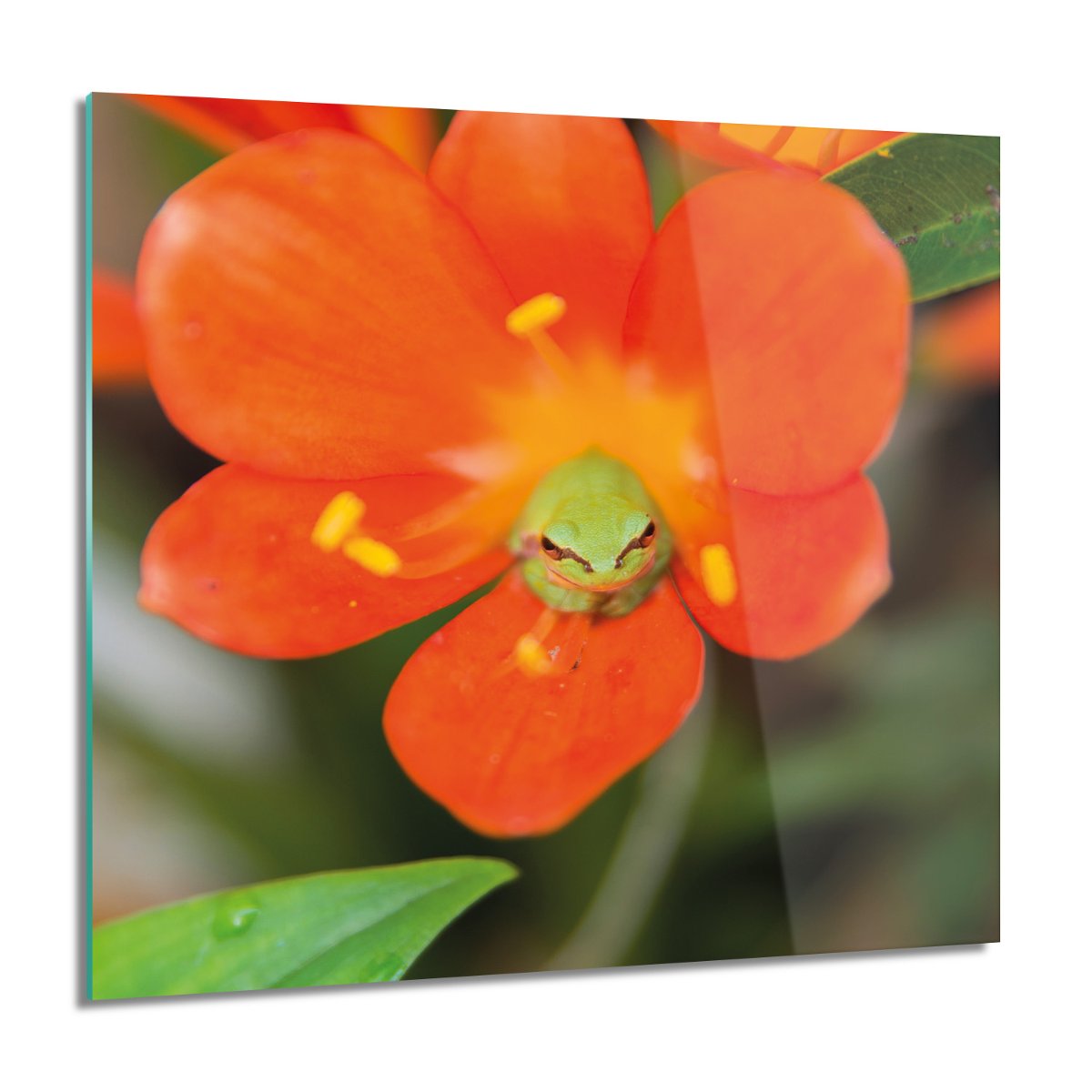 ArtprintCave, Obraz na szkle, Żaba płaz kwiat, grafika, 60x60 cm ...