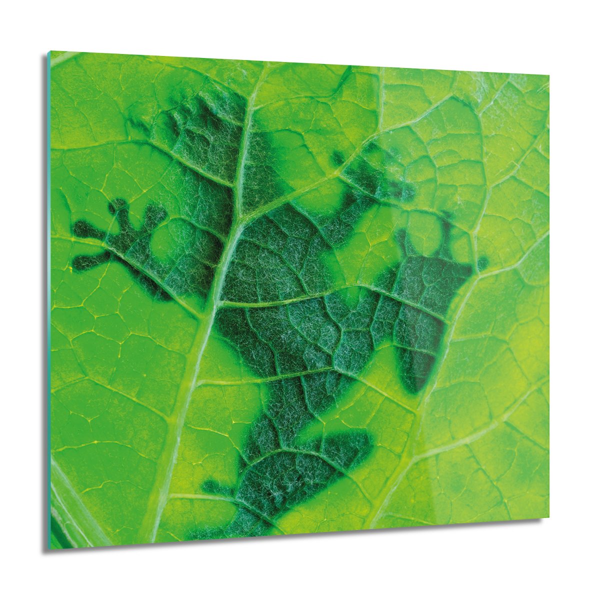 ArtprintCave, Obraz na szkle, Żaba płaz liść cień, 60x60 cm ...