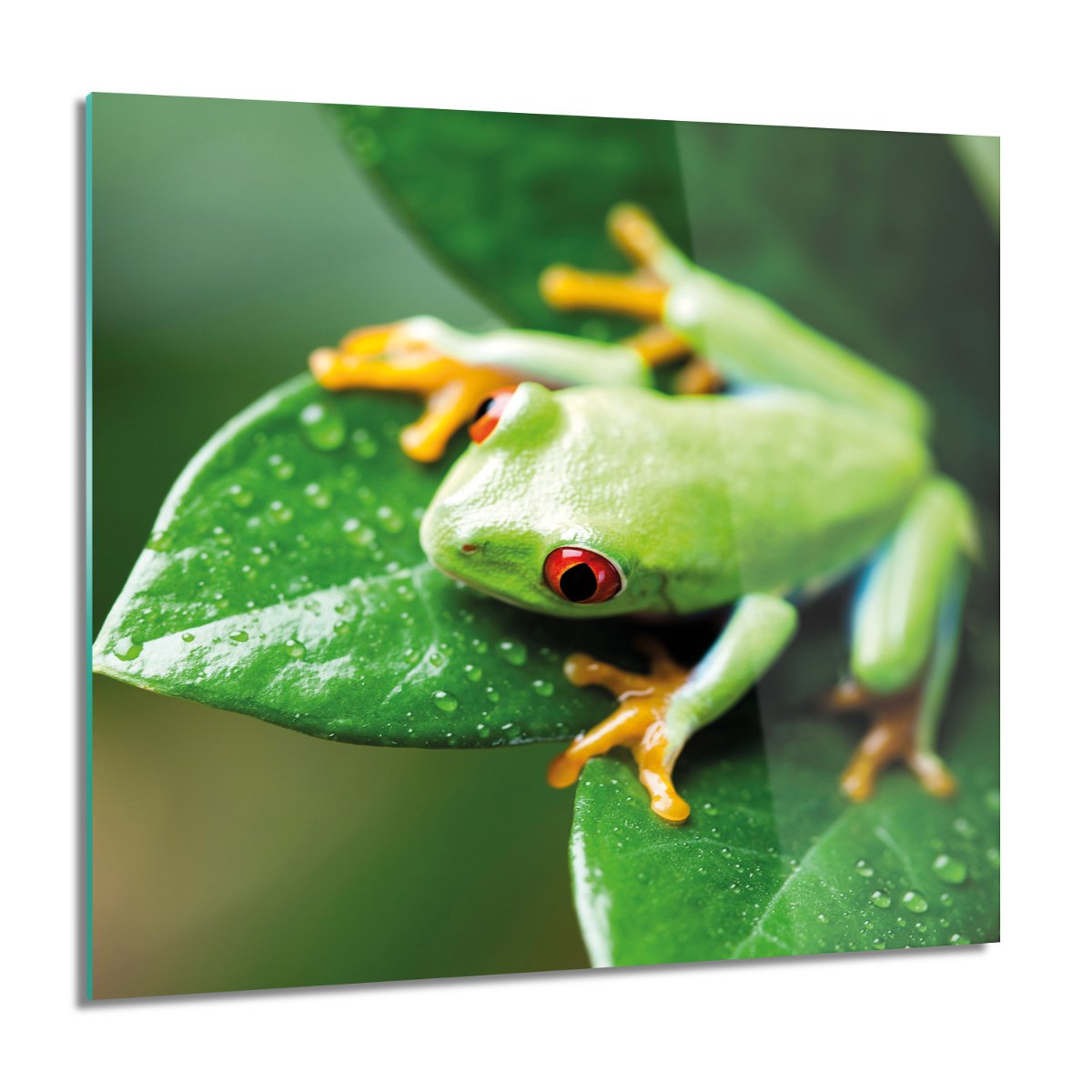ArtprintCave, Obraz na szkle, Żaba płaz liść, grafika, 60x60 cm ...
