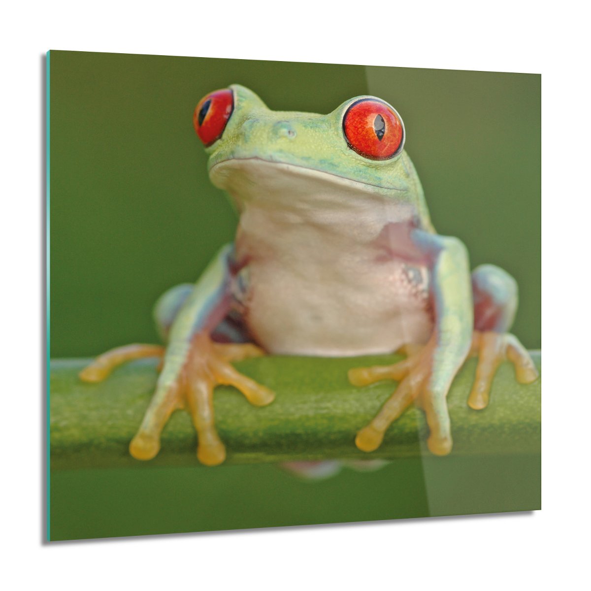 ArtprintCave, Obraz na szkle, Żaba płaz oczy liść, 60x60 cm ...