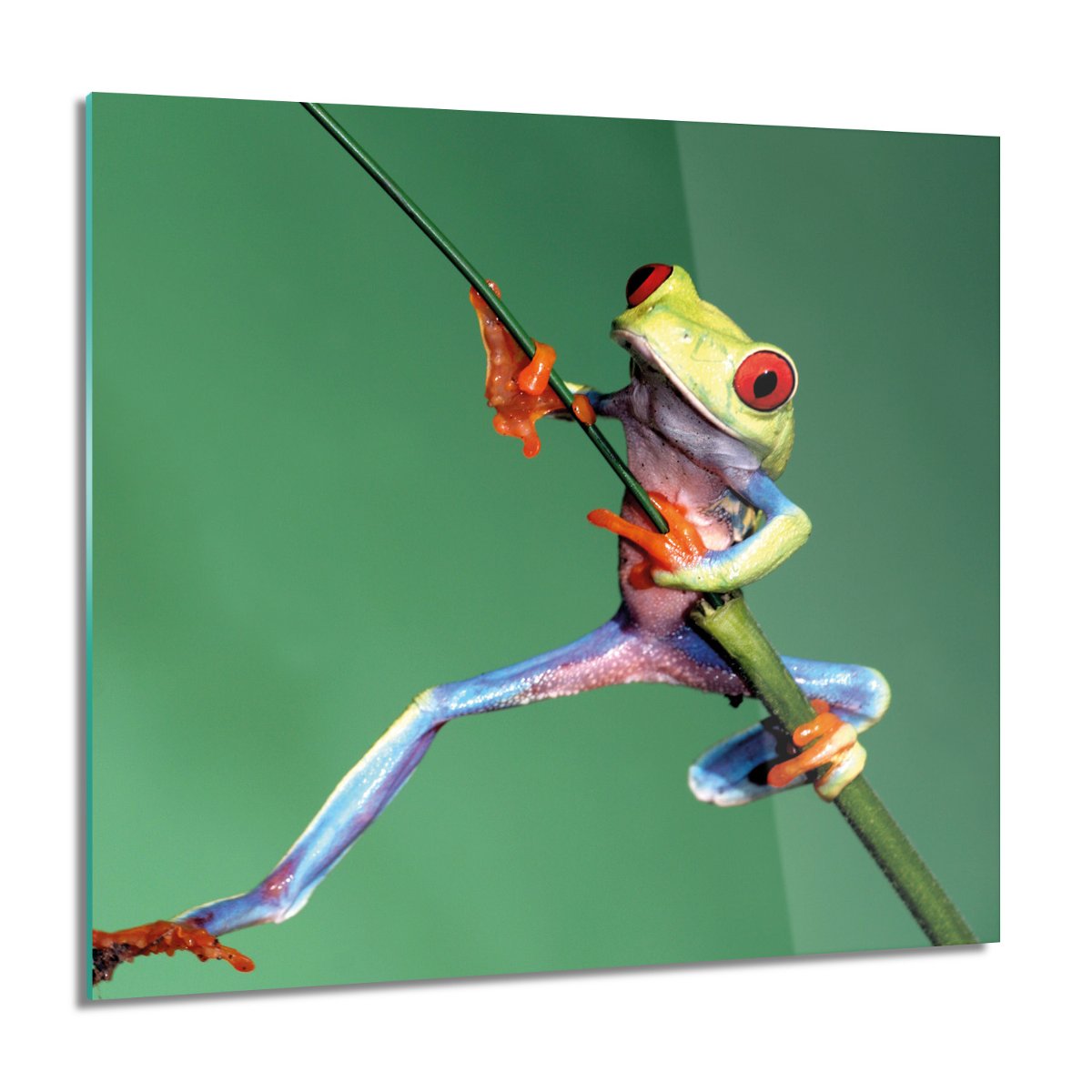 ArtprintCave, Obraz na szkle, Żaba płaz trawa, grafika, 60x60 cm ...