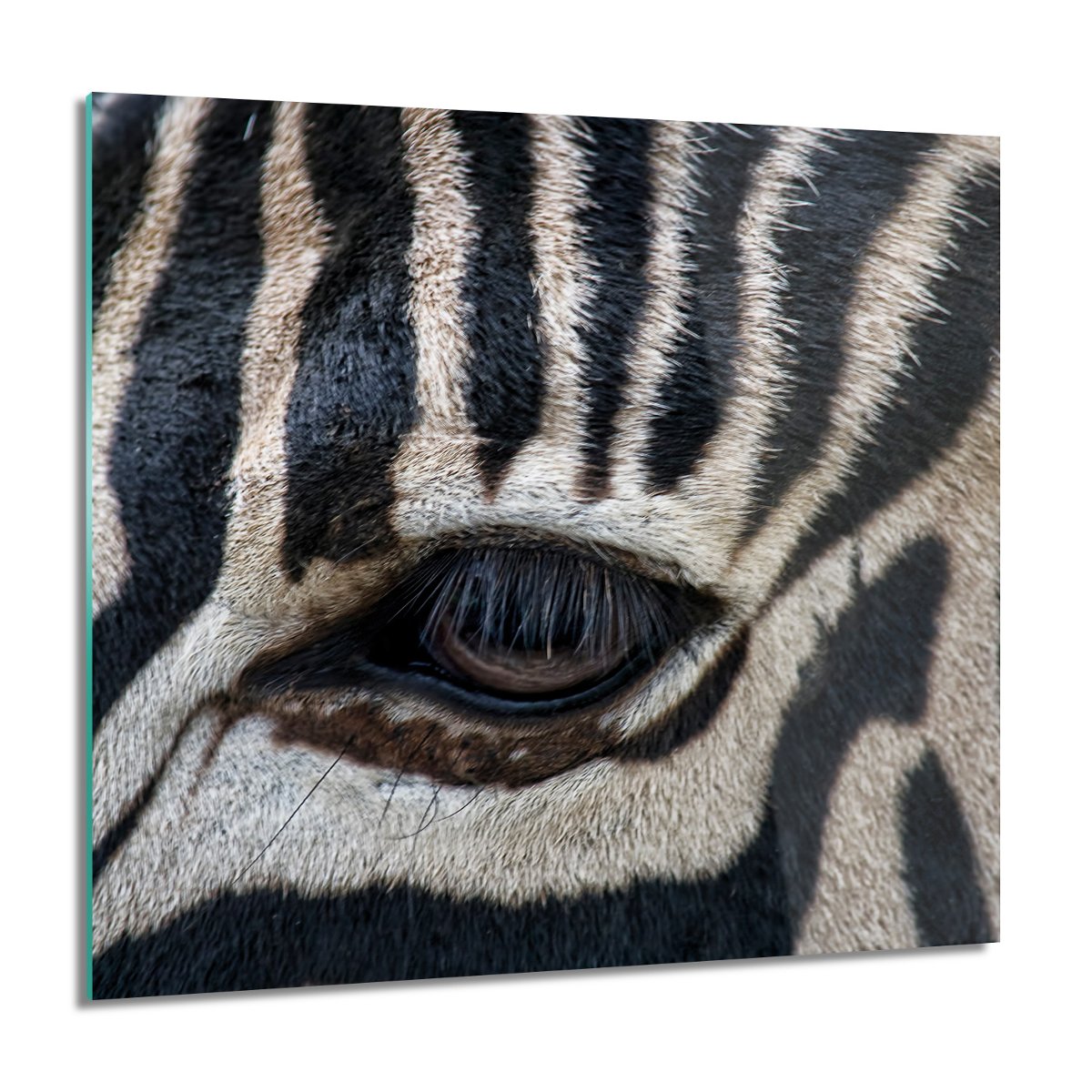 ArtprintCave, Obraz na szkle, Zebra oko pasy grafika, 60x60 cm ...