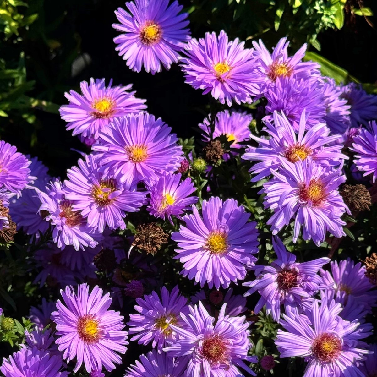 Aster 'Magic Lavender' Michałek Fioletowy Lawendowy Doniczka 1.0L ...