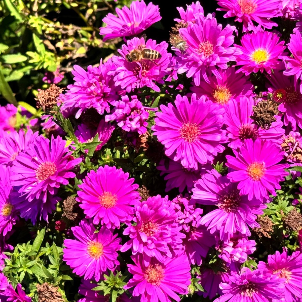 Aster nowobelgijski 'Magic Pink' Michałek Różowy Doniczka 1.0L ...