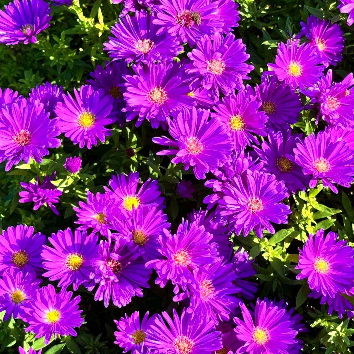 Aster nowobelgijski 'Magic Purple' Michałek Fioletowy Purpurowy ...