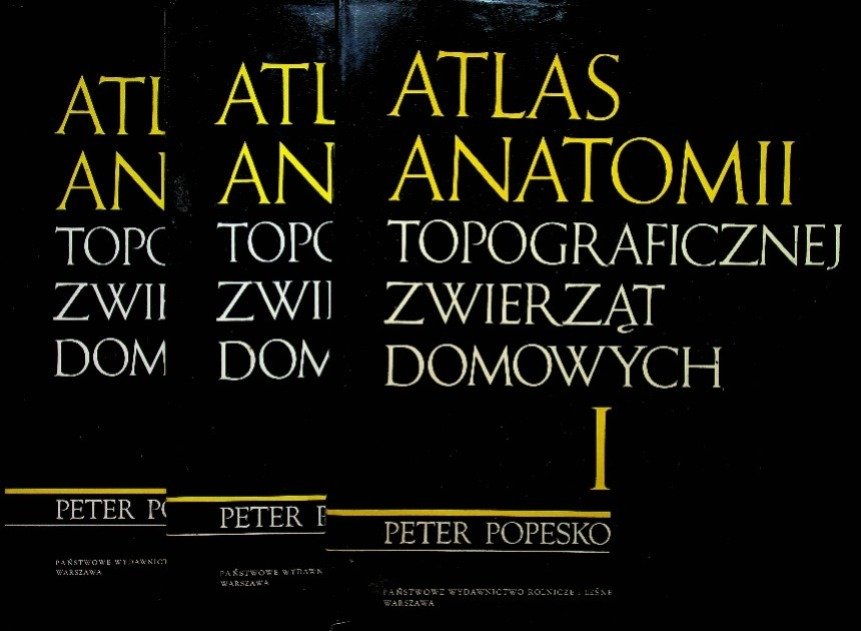 Atlas anatomii topograficznej zwierząt domowych Tom I do III - Popesko ...
