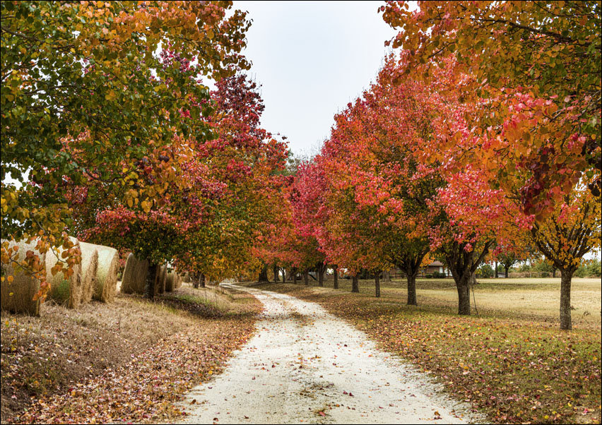 Autumn scene near Millen in northern Georgia., Carol Highsmith - plakat ...
