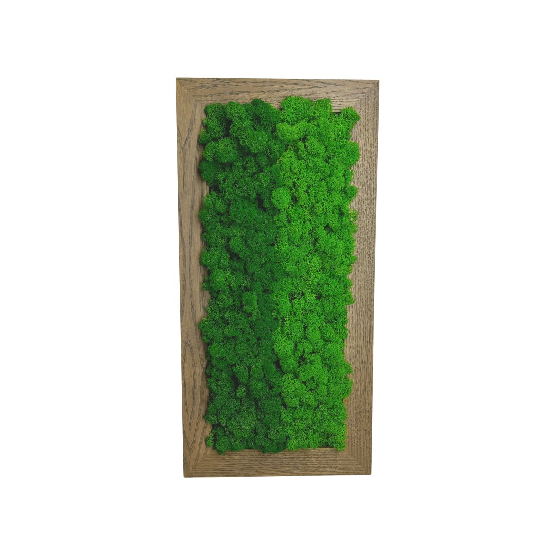 AVLES Obraz z mchu – Fifty fifty Chrobotek 60x30 cm (Lakier Ciemny ...