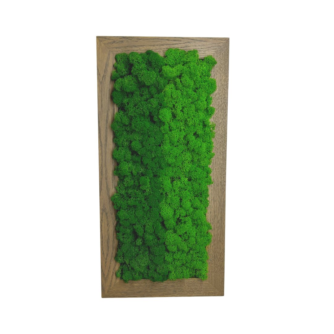 AVLES Obraz z mchu – Fifty fifty Chrobotek 60x30 cm (Lakier Dąb ...