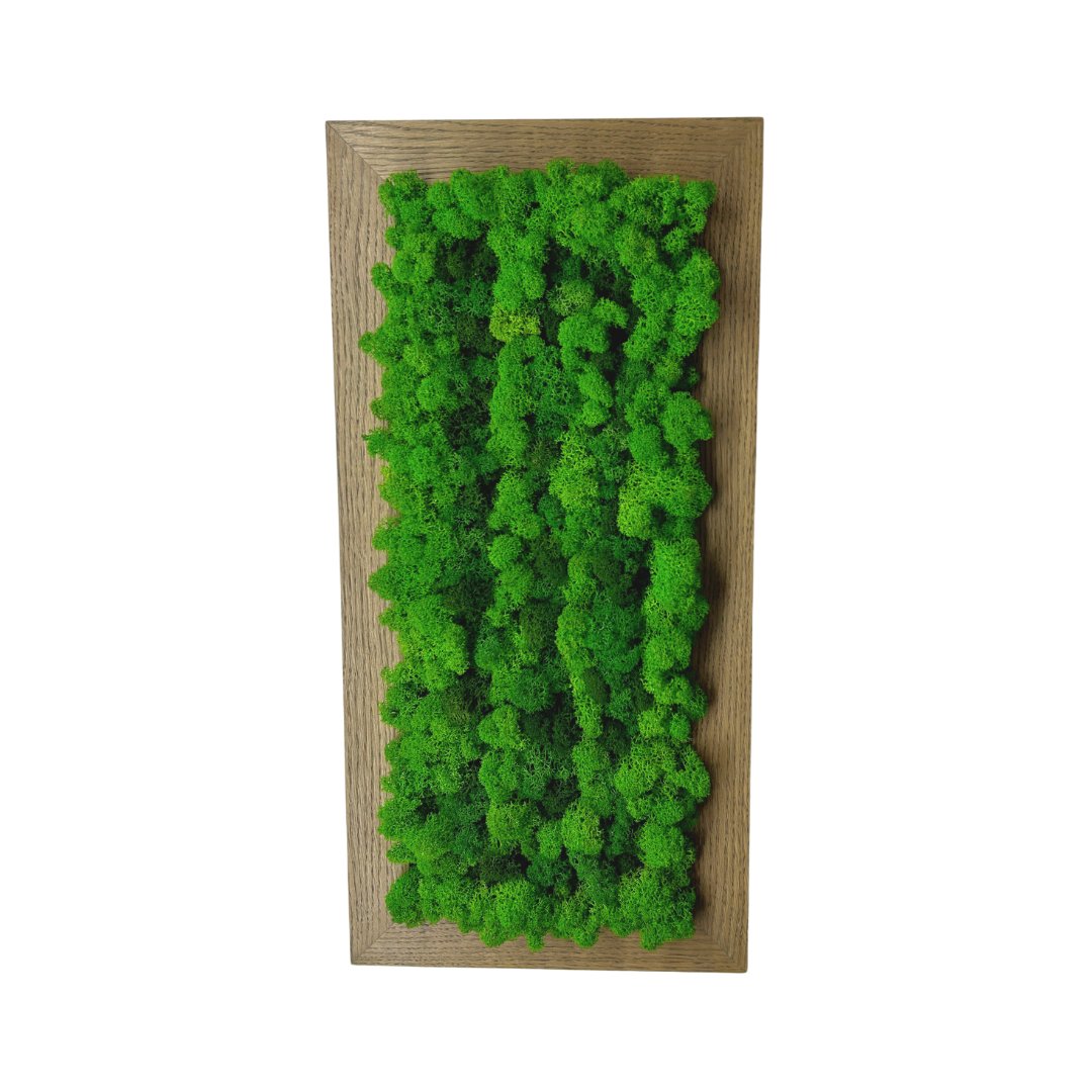 AVLES Obraz z mchu – Labirynt mchów 60x30 cm (Lakier Dąb naturalny ...