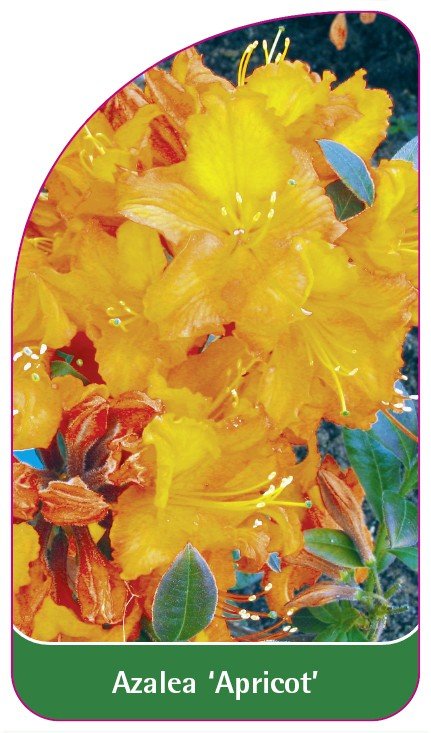 Azalea 'Apricot'- A etykieta - Euroflora | Sklep EMPIK.COM
