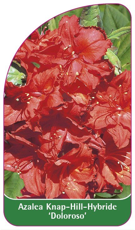 Azalea 'Doloroso' - B etykieta - Euroflora | Sklep EMPIK.COM