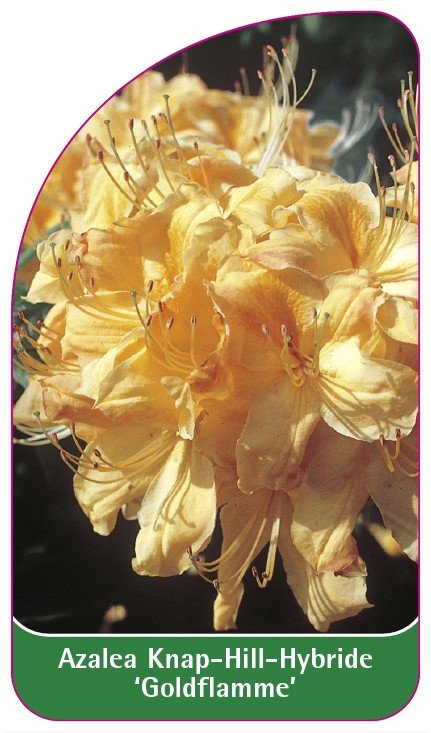 Azalea 'Goldflamme' - A etykieta - Euroflora | Sklep EMPIK.COM