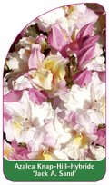 Azalea 'Jack A. Sand' - Euroflora | Sklep EMPIK.COM
