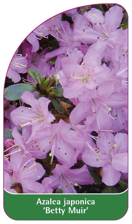 Azalea japonica 'Betty Muir' (standard) etykieta - Euroflora | Sklep ...