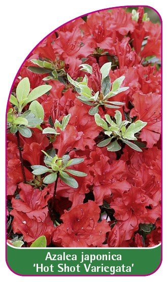 Azalea japonica 'Hot Shot Variegata' (mini) etykieta - Euroflora ...