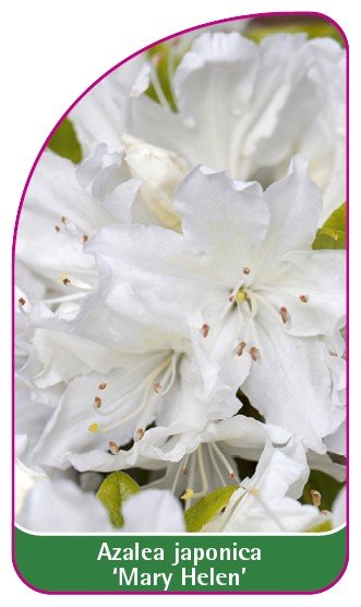 Azalea japonica 'Mary Helen' (mini) etykieta - Euroflora | Sklep EMPIK.COM