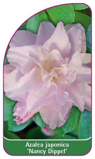 Azalea japonica 'Nancy Dippel' (mini) etykieta - Euroflora | Sklep ...