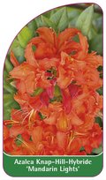Azalea 'Mandarin Lights' etykieta - Euroflora | Sklep EMPIK.COM