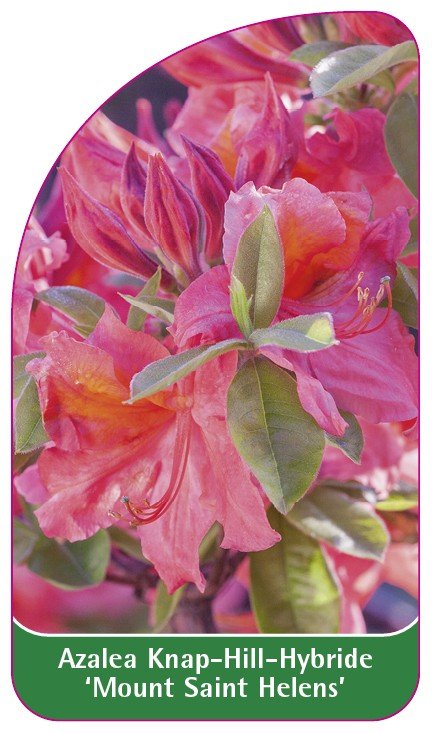 Azalea 'Mount Saint Helens' etykieta - Euroflora | Sklep EMPIK.COM