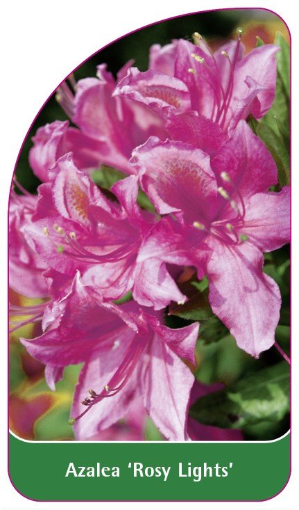 Azalea 'Rosy Lights' etykieta - Euroflora | Sklep EMPIK.COM