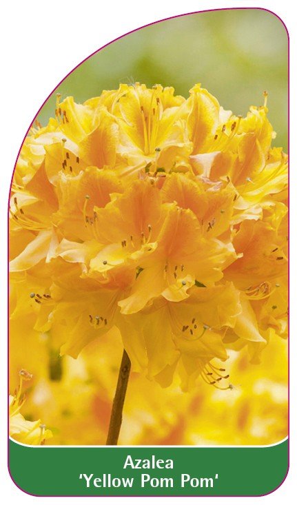 Azalea 'Yellow Pom Pom' etykieta - Euroflora | Sklep EMPIK.COM