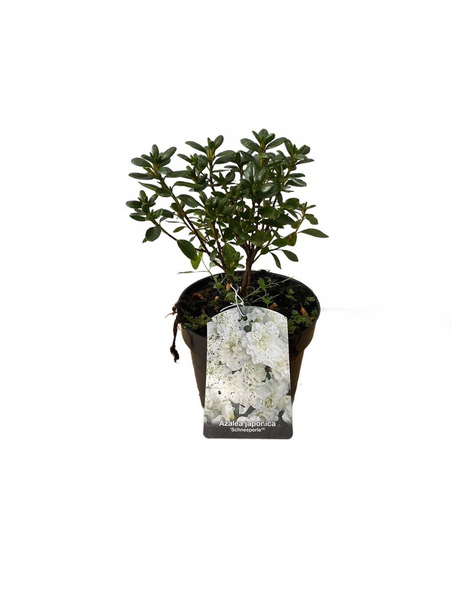 Azalia japońska-Azalea-Schneeperle Doniczka Ø 15 cm - Wysokość ok. 35 ...