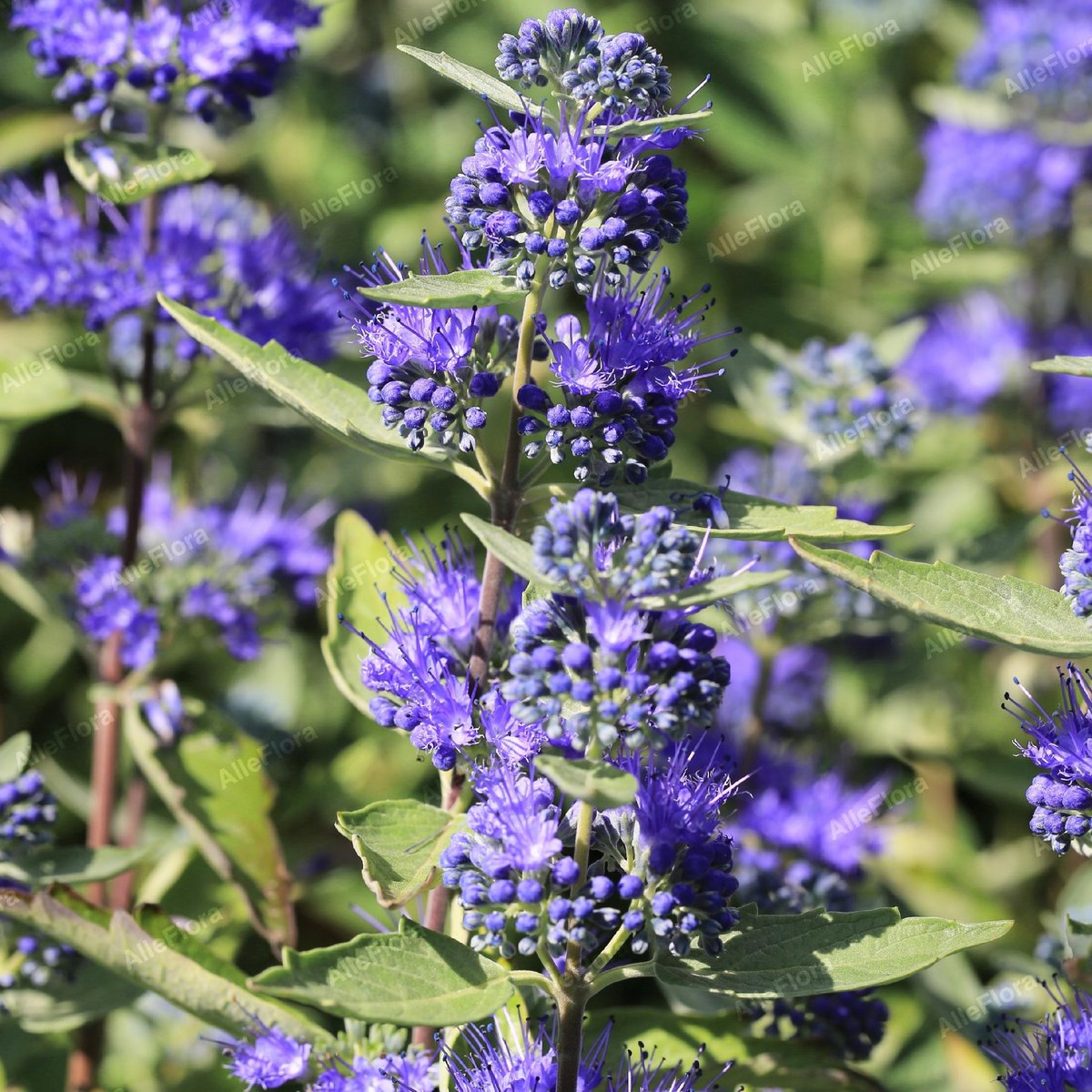 Barbula klandońska 'Dark Knight' (Caryopteris clandonensis) Doniczka 2 ...
