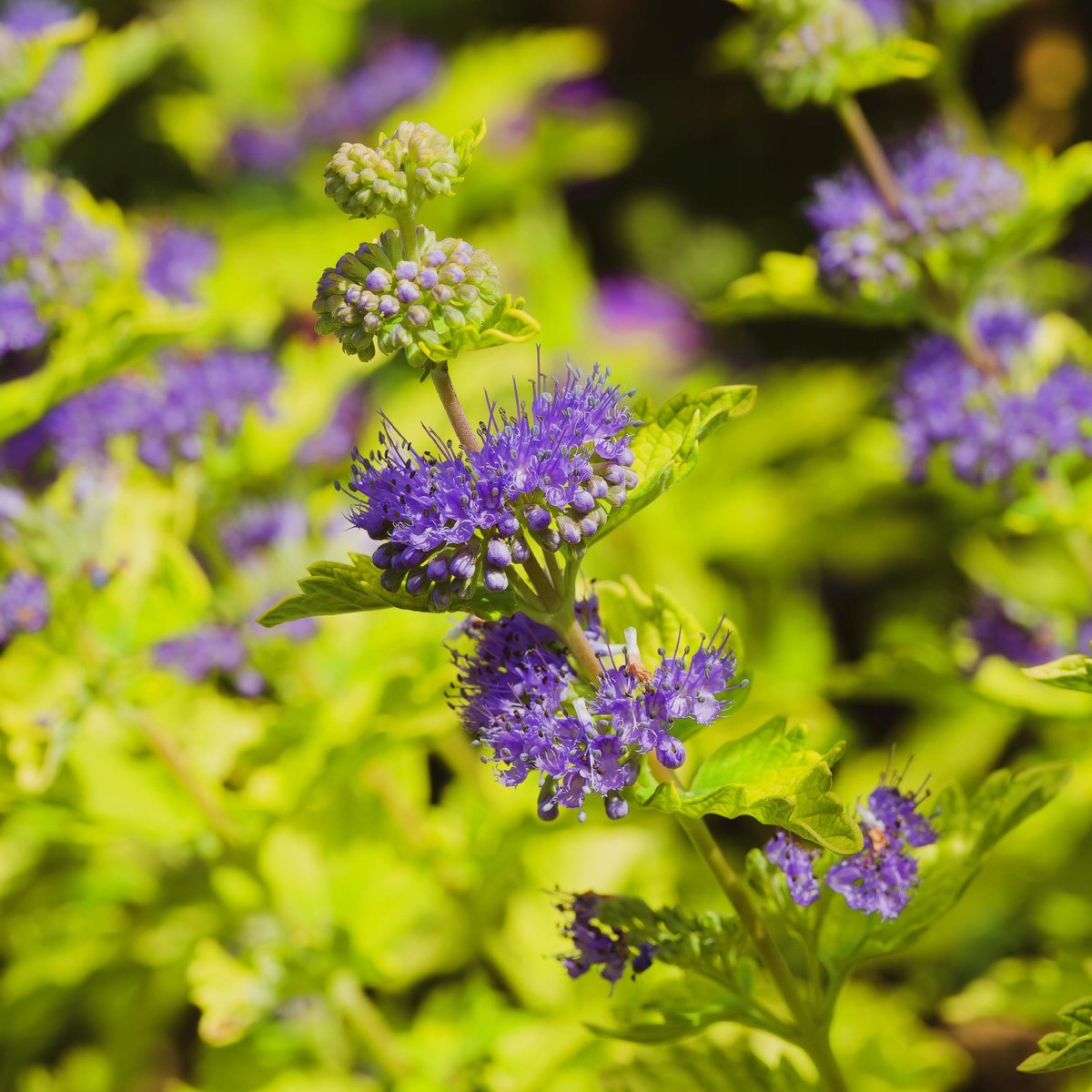 Barbula klandońska 'Worcester Gold' (Caryopteris clandonensis) Doniczka ...
