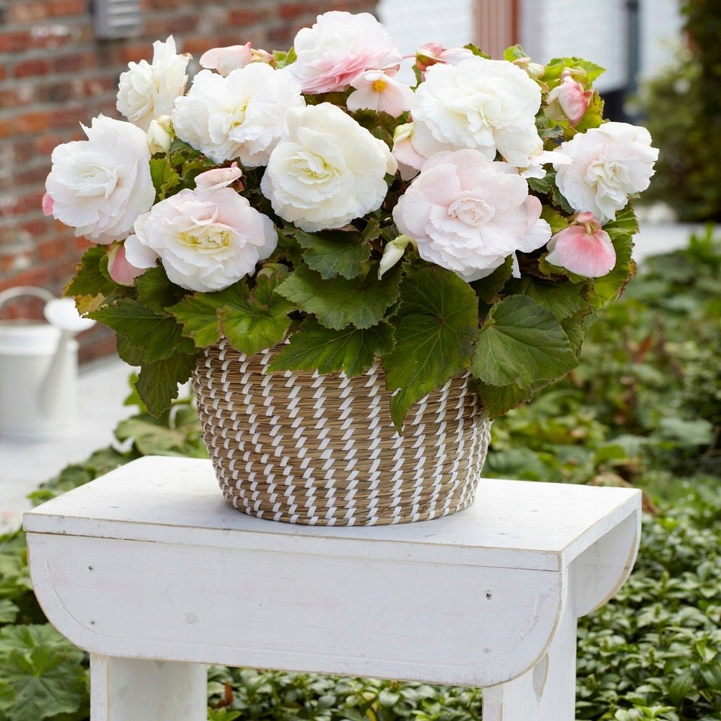 Begonia Superba Biała 1szt. DUŻE PEŁNE KWIATY BULWA CEBULKA - Inna ...