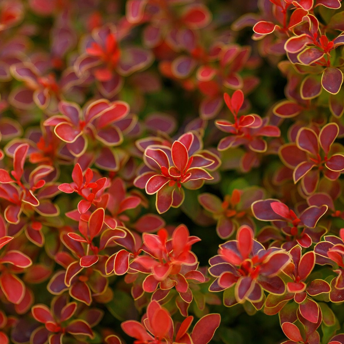Berberys Thunberga 'Ruby Star' (Berberis thunbergii) Doniczka 2.0L ...