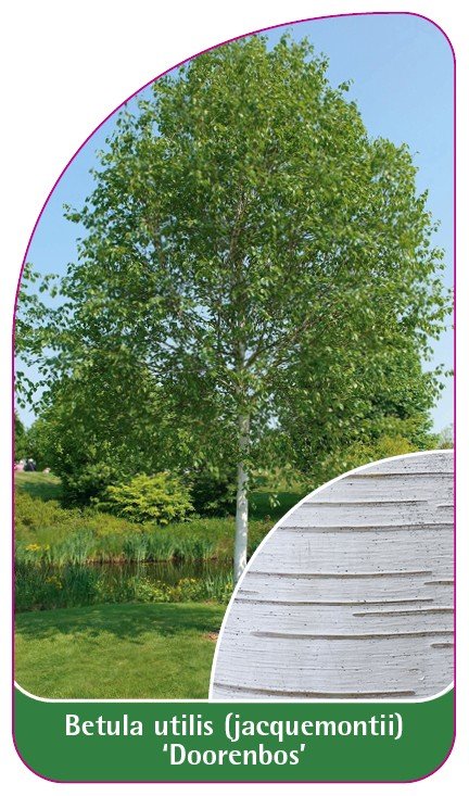 Betula utilis (jacquemontii) 'Doorenbos' - A etykieta szkółkarska ...