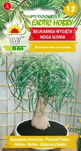 Beukarnea Wygięta Noga Słonia 5 Szt. Nasion - P.N. TORAF | Sklep EMPIK.COM