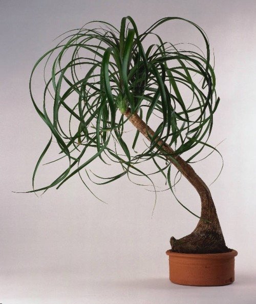 BEUKARNEA WYGIĘTA NOGA SŁONIA BEAUCARNEA RECURVATA - DobreNasiona.pl ...