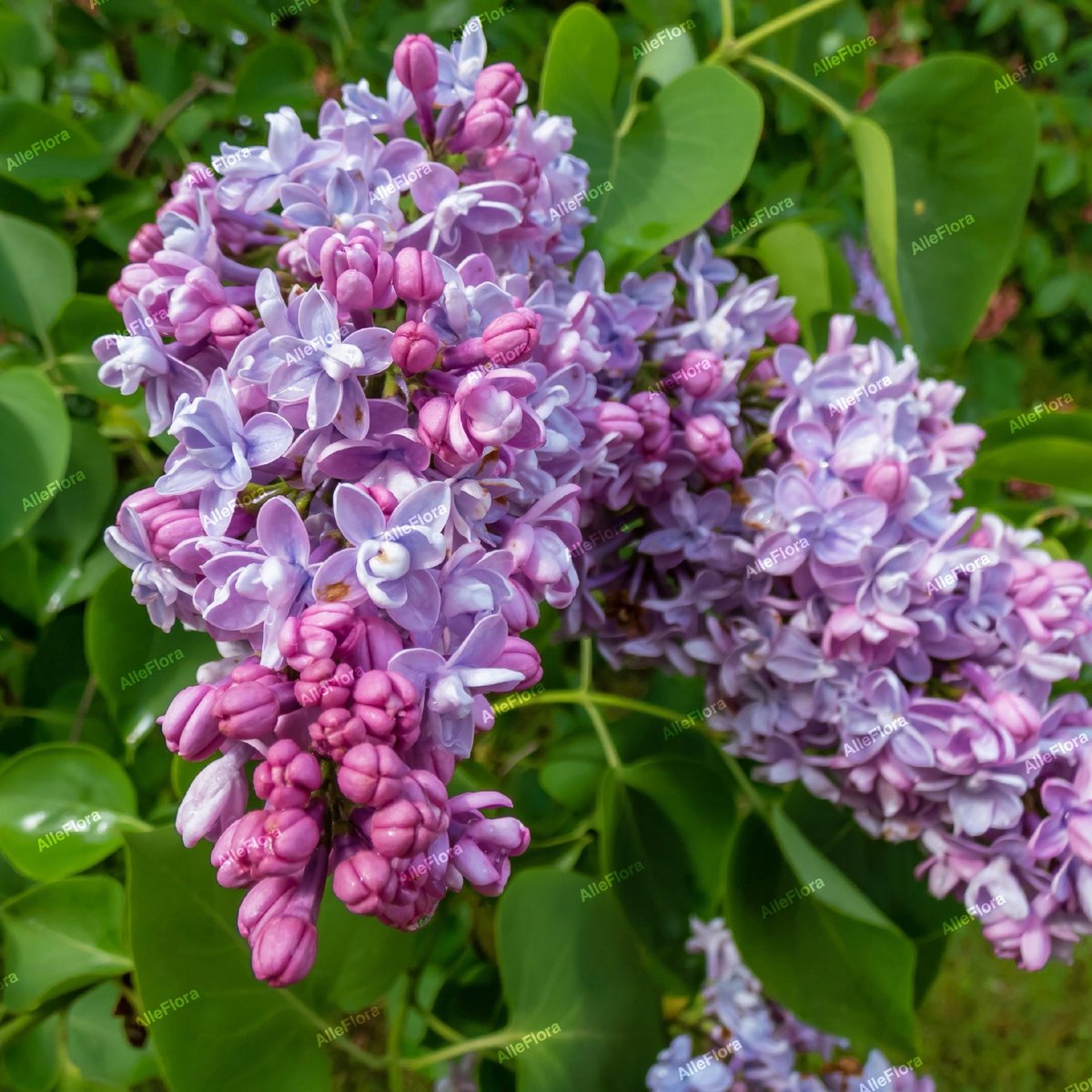 Bez, Lilak pospolity 'Katherine Havemeyer' (Syringa vulgaris) P13 ...