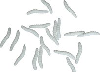 Białe robaki 4 cm 20 szt. - Inna marka | Przyjęcia i okazje w Sklepie ...