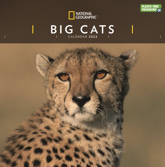 Big Cats National Geographic Square Wall Calendar 2022 - Opracowanie ...