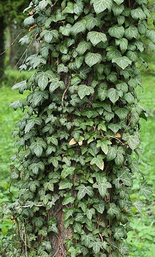 Bluszcz Pospolity Najpiękniejsza Sadzonka - Inna marka | Sklep EMPIK.COM