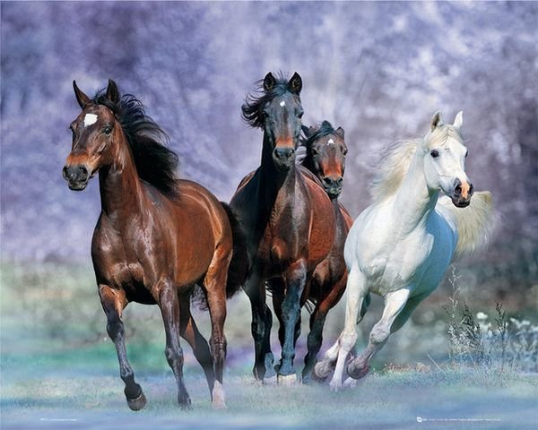 BOB LANGRISH RUNNING plakat 50x40cm - GB eye | Sklep EMPIK.COM