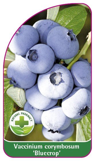 Borówka 'Bluecrop' (mini) - Euroflora | Sklep EMPIK.COM