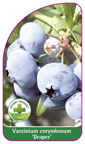 Borówka 'Draper' (mini) etykieta szkółkarska - Euroflora | Sklep EMPIK.COM