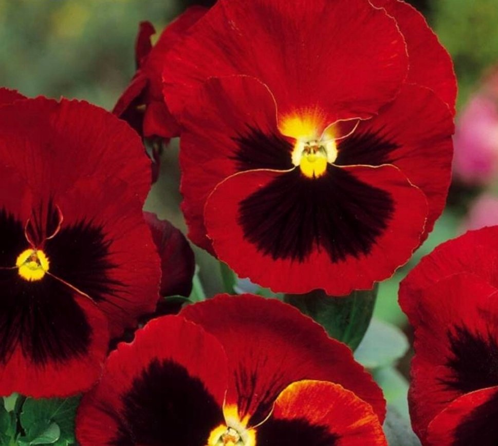 Bratek Wielkokwiatowy czerwony z plamą (Viola X Wittrockiana) 150 ...