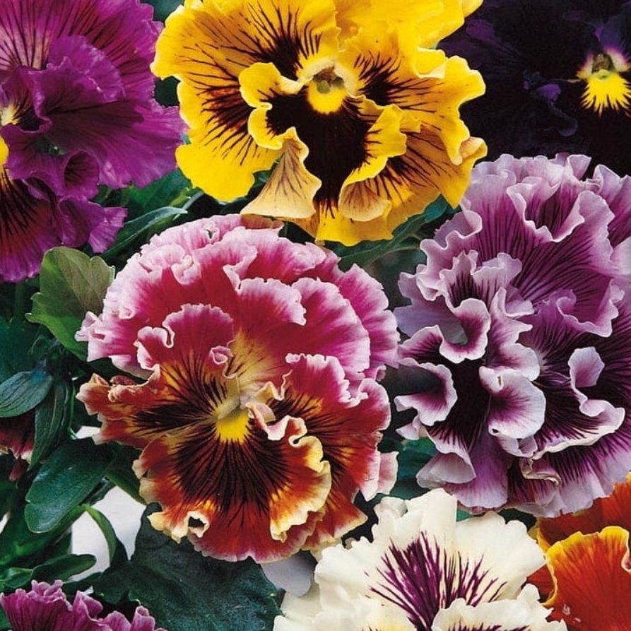 Bratek Wielkokwiatowy ROKOKO MIX kolorów (Viola X Wittrockiana) 150 ...