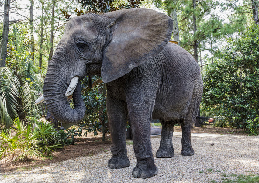 Bubbles the 9,000-pound African elephant at Myrtle Beach Safari program ...
