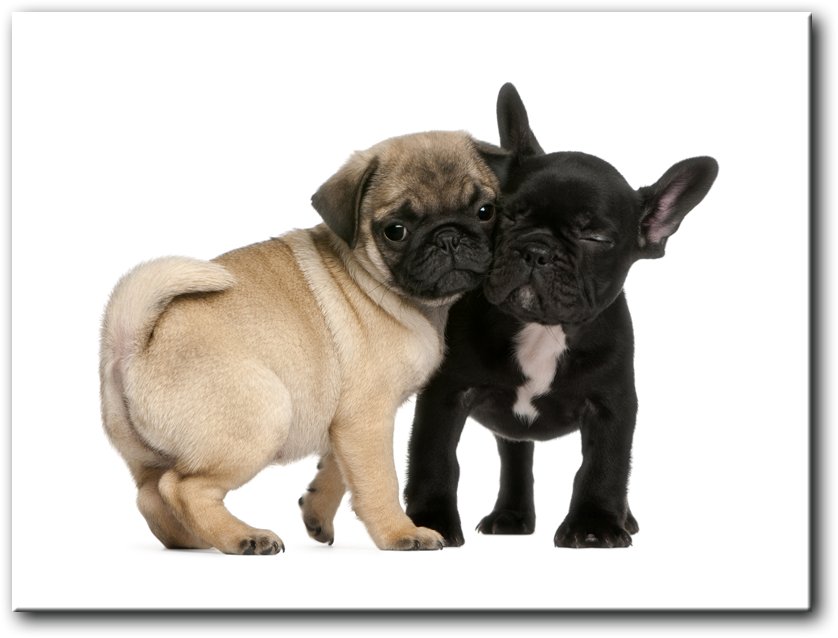 buldog francuski i mops, SŁODKIE SZCZENIAKI - PR01869 - PRINTORAMA ...